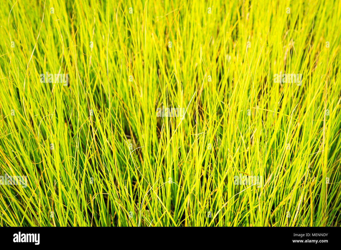 Green yellow grass background at a plant nursery Stock Photo - Alamy