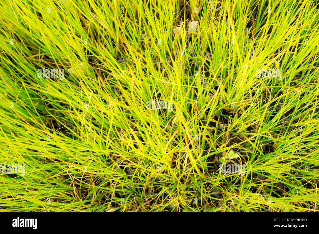 Green yellow grass background at a plant nursery Stock Photo - Alamy