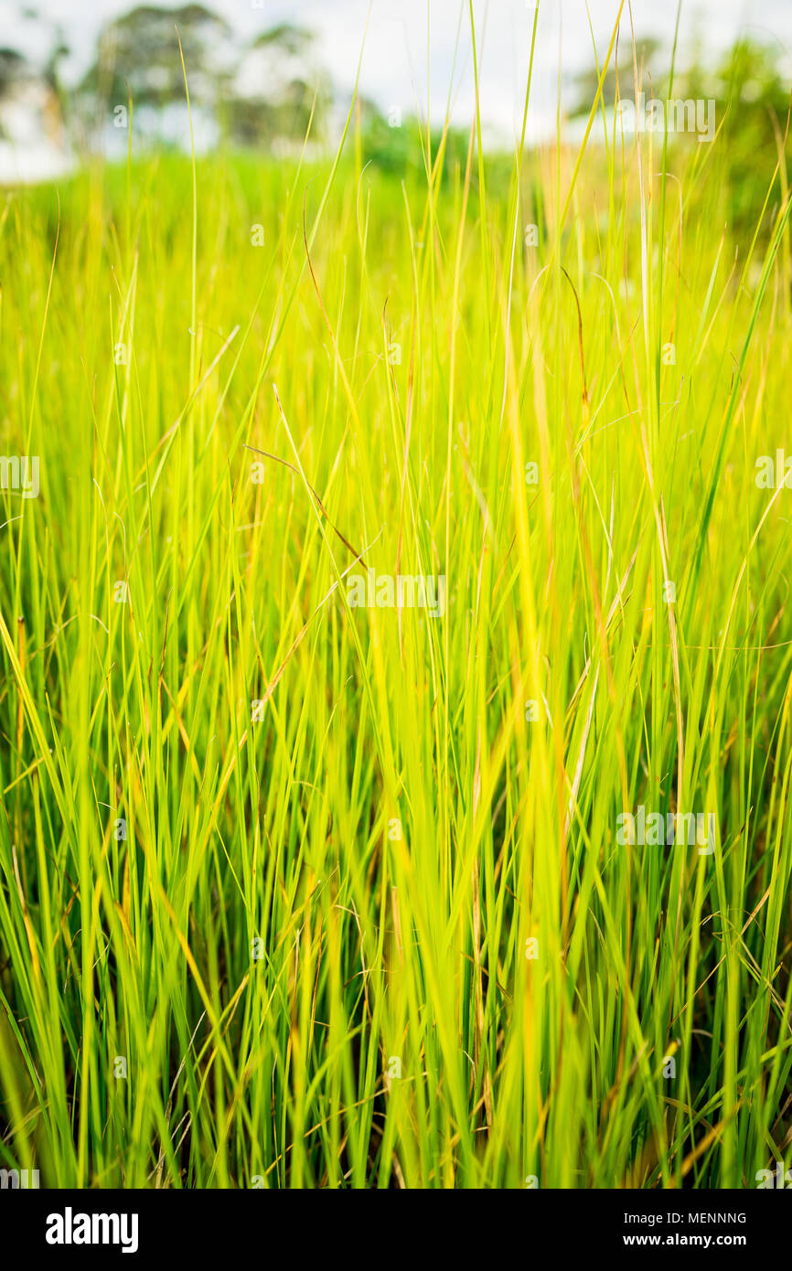 Green yellow grass background at a plant nursery Stock Photo - Alamy
