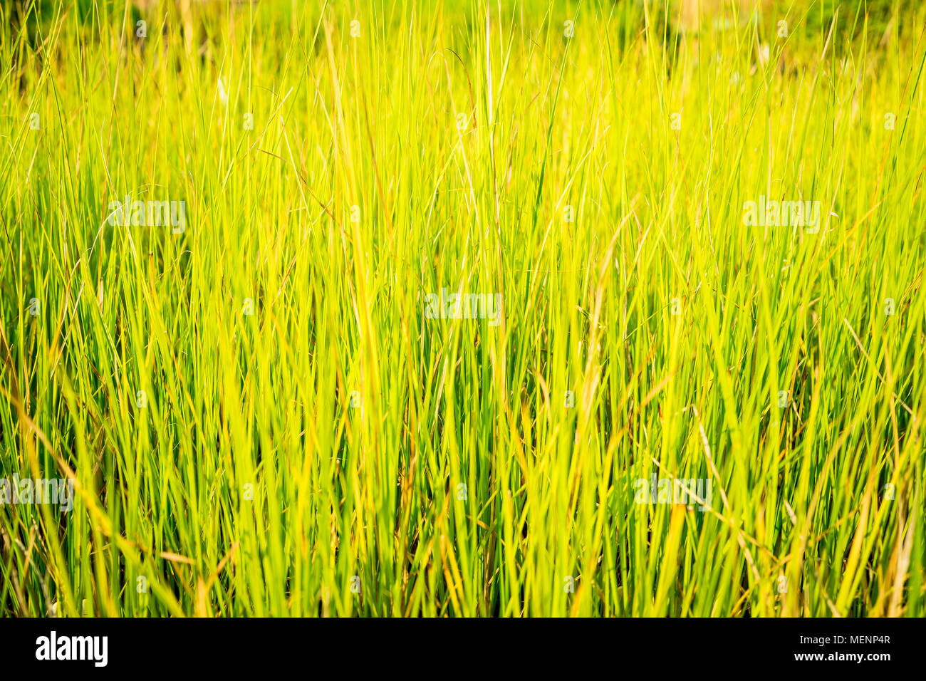 Green yellow grass background at a plant nursery Stock Photo - Alamy
