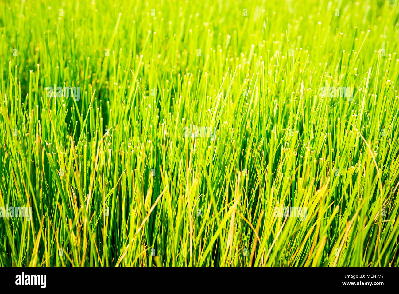 Green yellow grass background at a plant nursery Stock Photo - Alamy