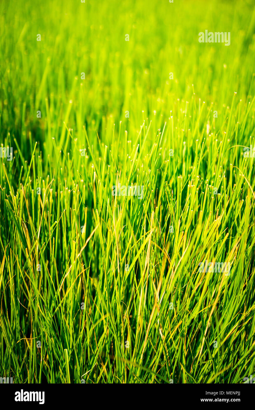 Green yellow grass background at a plant nursery Stock Photo - Alamy