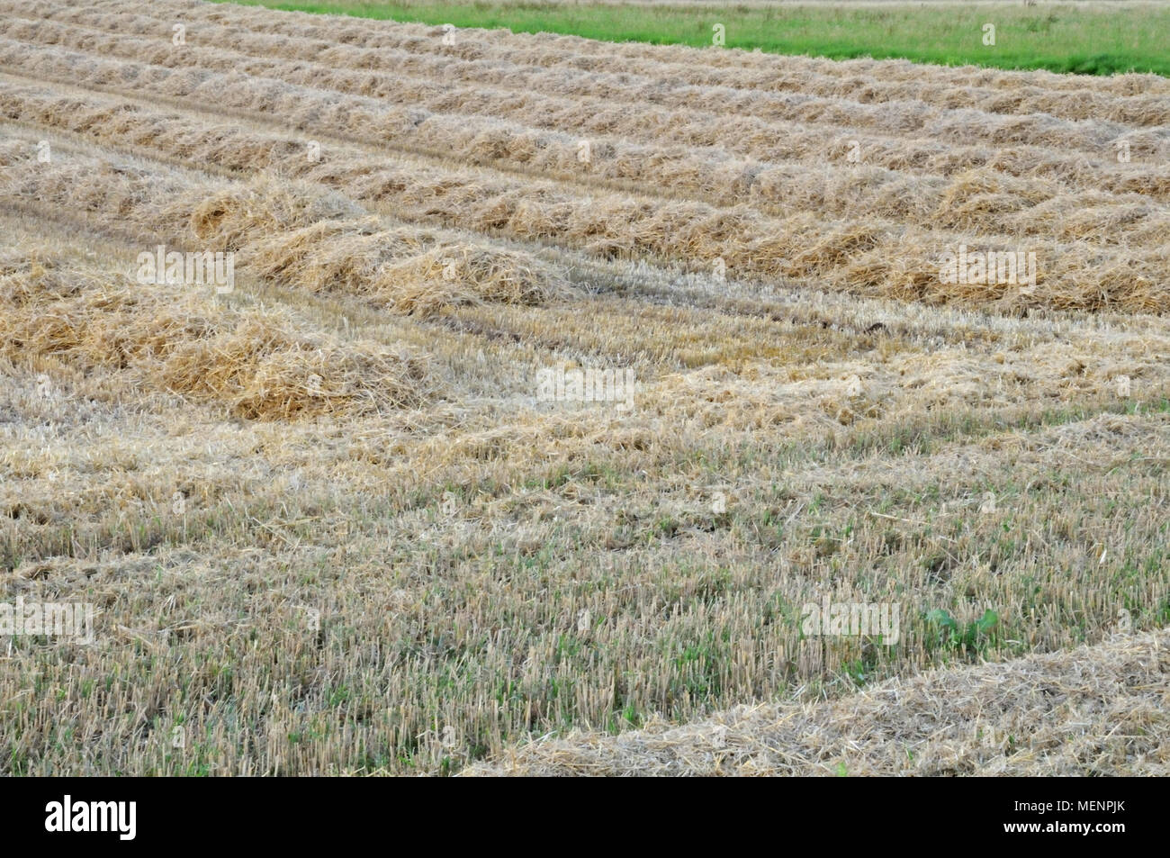 straw in rows on stubble field Stock Photo - Alamy