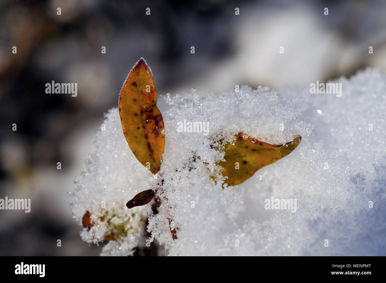 snowy twig with frozen leaves Stock Photo - Alamy
