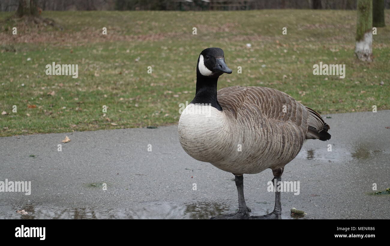Canada geese eating grass hi-res stock photography and images - Alamy