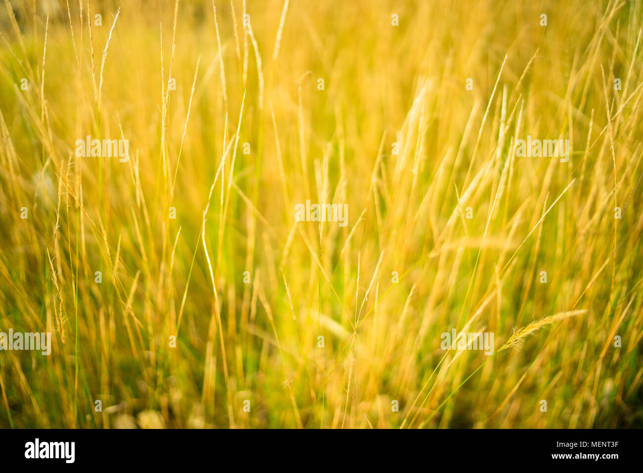 Fine golden grass background at a plant nursery Stock Photo - Alamy
