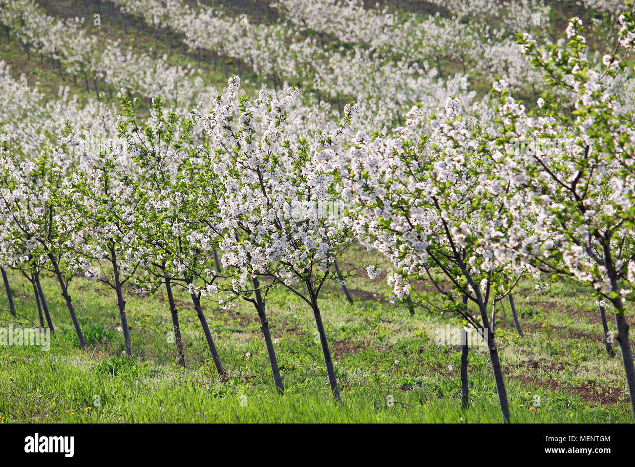 Agriculture and season hi-res stock photography and images - Alamy