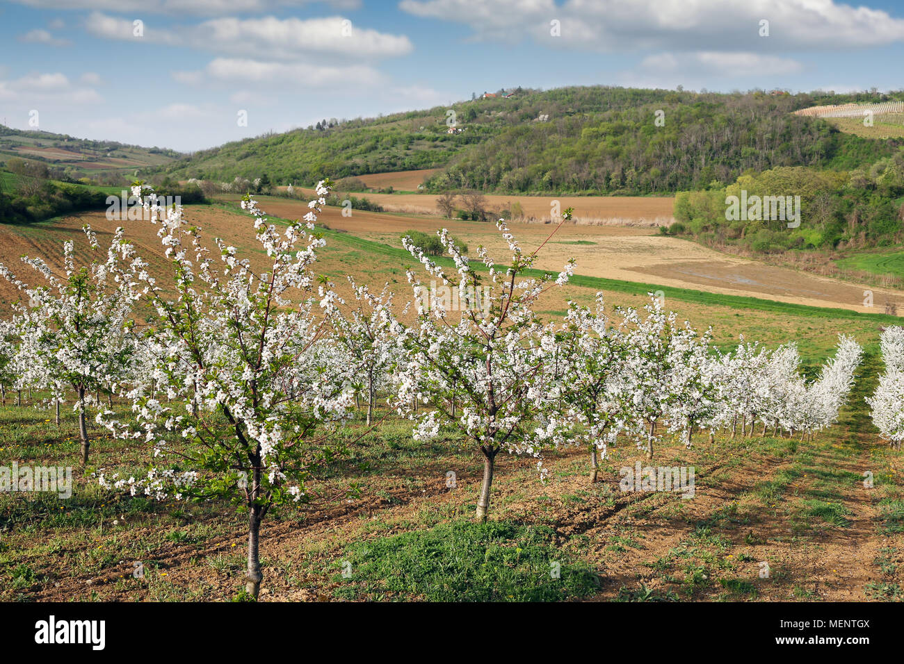 Cherry trees plantation hi-res stock photography and images - Alamy