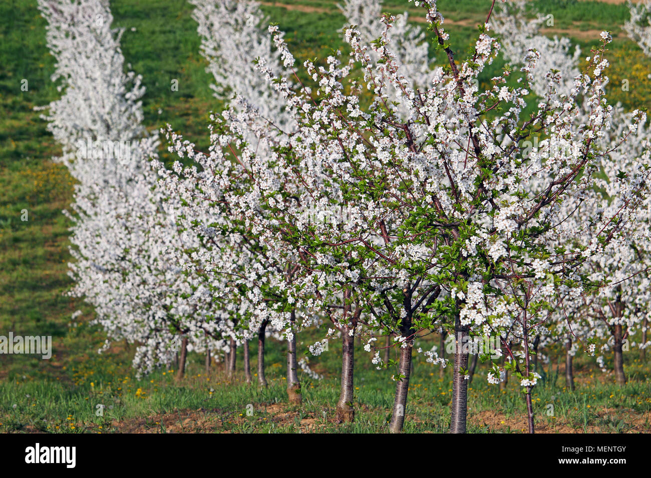 Orchard trees hi-res stock photography and images - Alamy