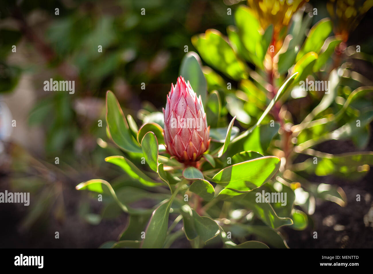 Beautiful protea hi-res stock photography and images - Alamy