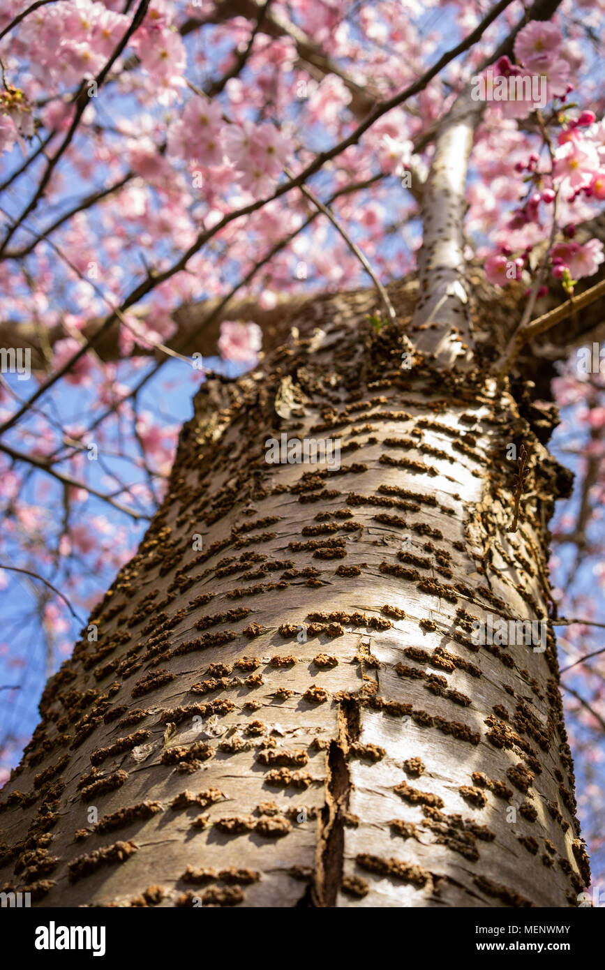 Peeling cherry tree bark hi-res stock photography and images - Alamy