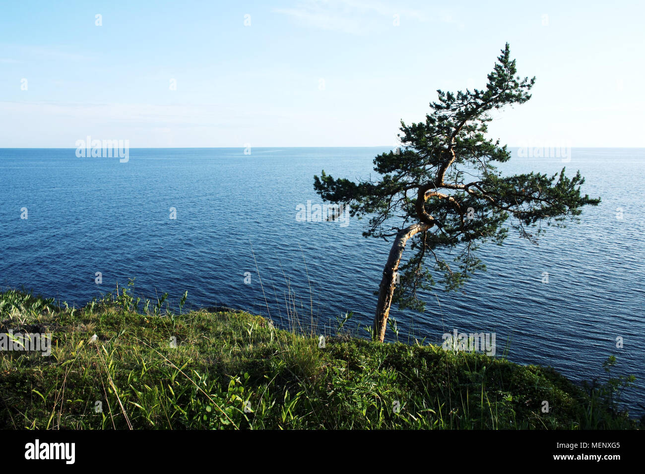 Inclined tree trunk hi-res stock photography and images - Alamy