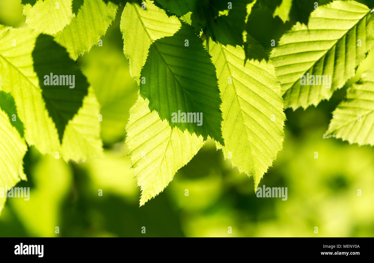 Green leaves in springtime Stock Photo - Alamy