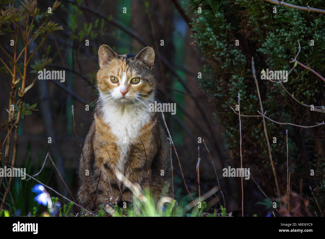 Mottled cat hi-res stock photography and images - Alamy