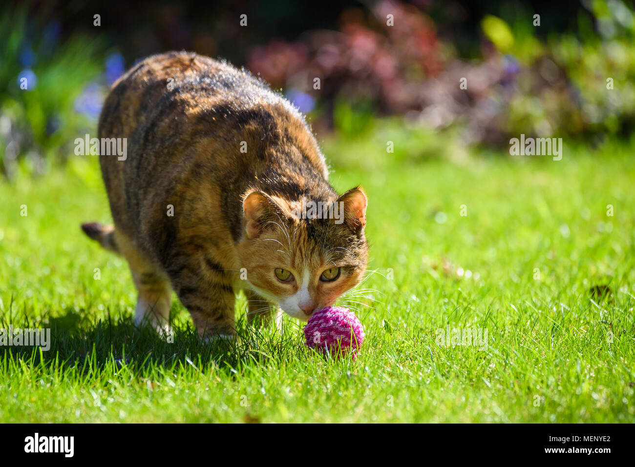 Mottled cat hi-res stock photography and images - Alamy