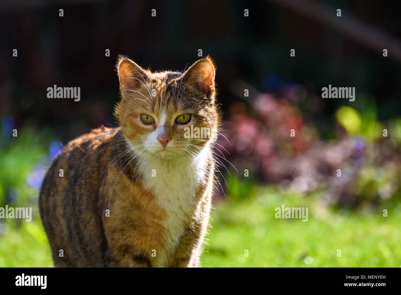 Mottled cat hi-res stock photography and images - Alamy