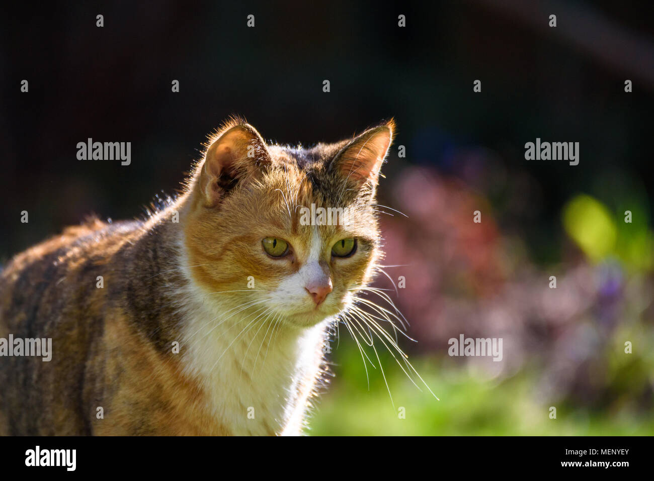 Mottled cat hi-res stock photography and images - Alamy