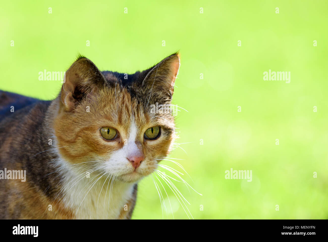 Cat in garden hi-res stock photography and images - Alamy