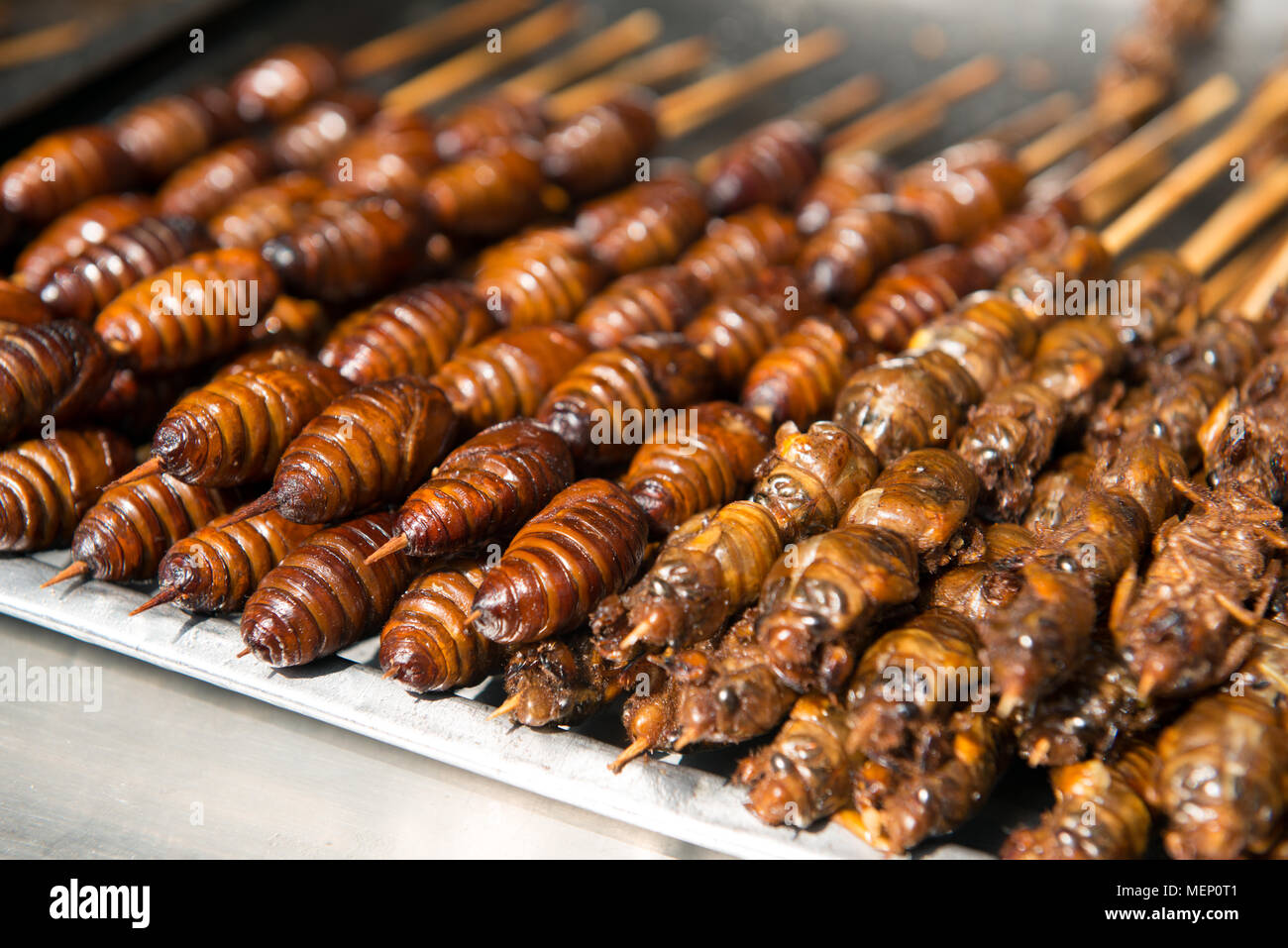 Centipede on stick hi-res stock photography and images - Alamy