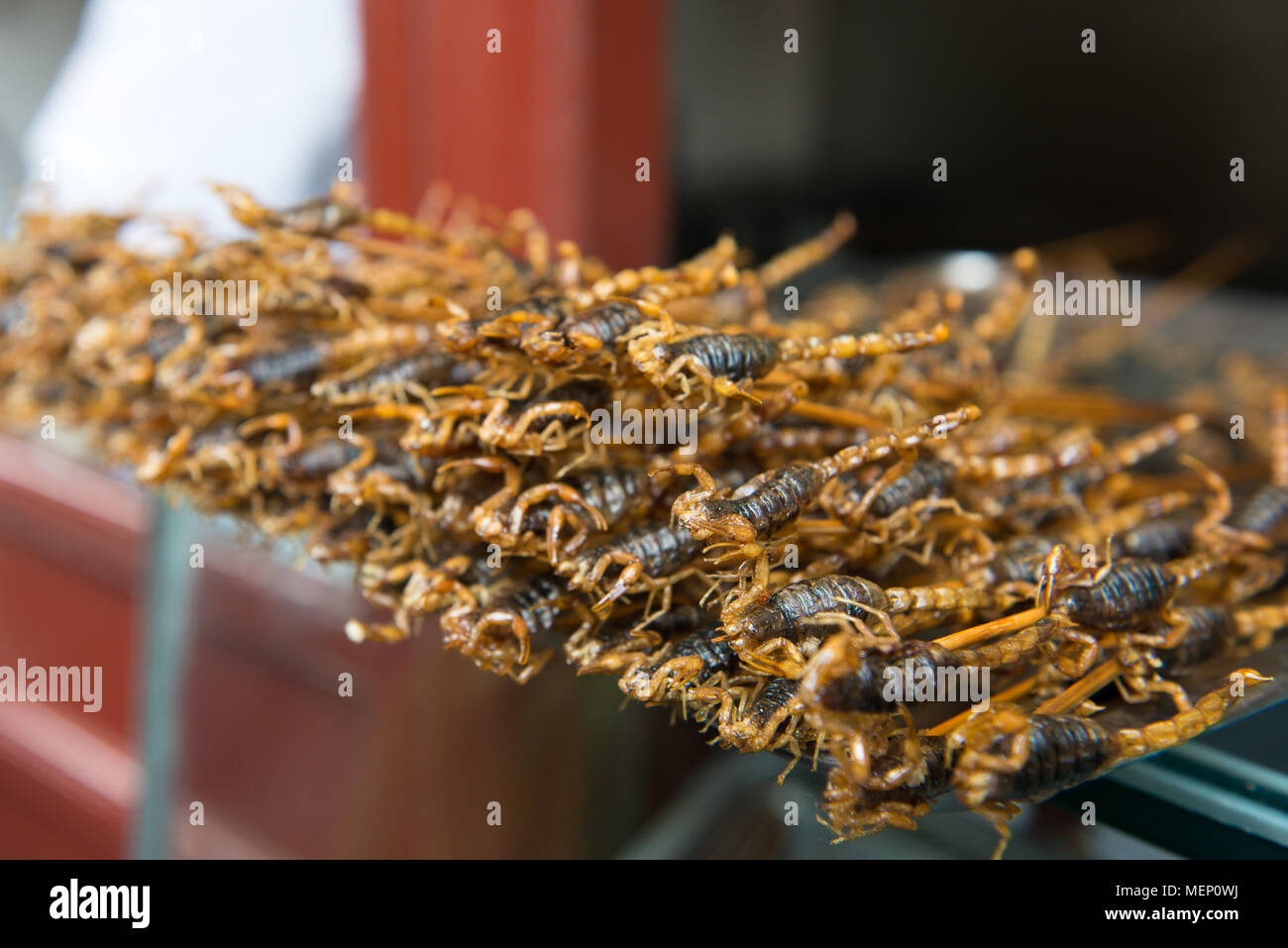 Centipede on stick hi-res stock photography and images - Alamy