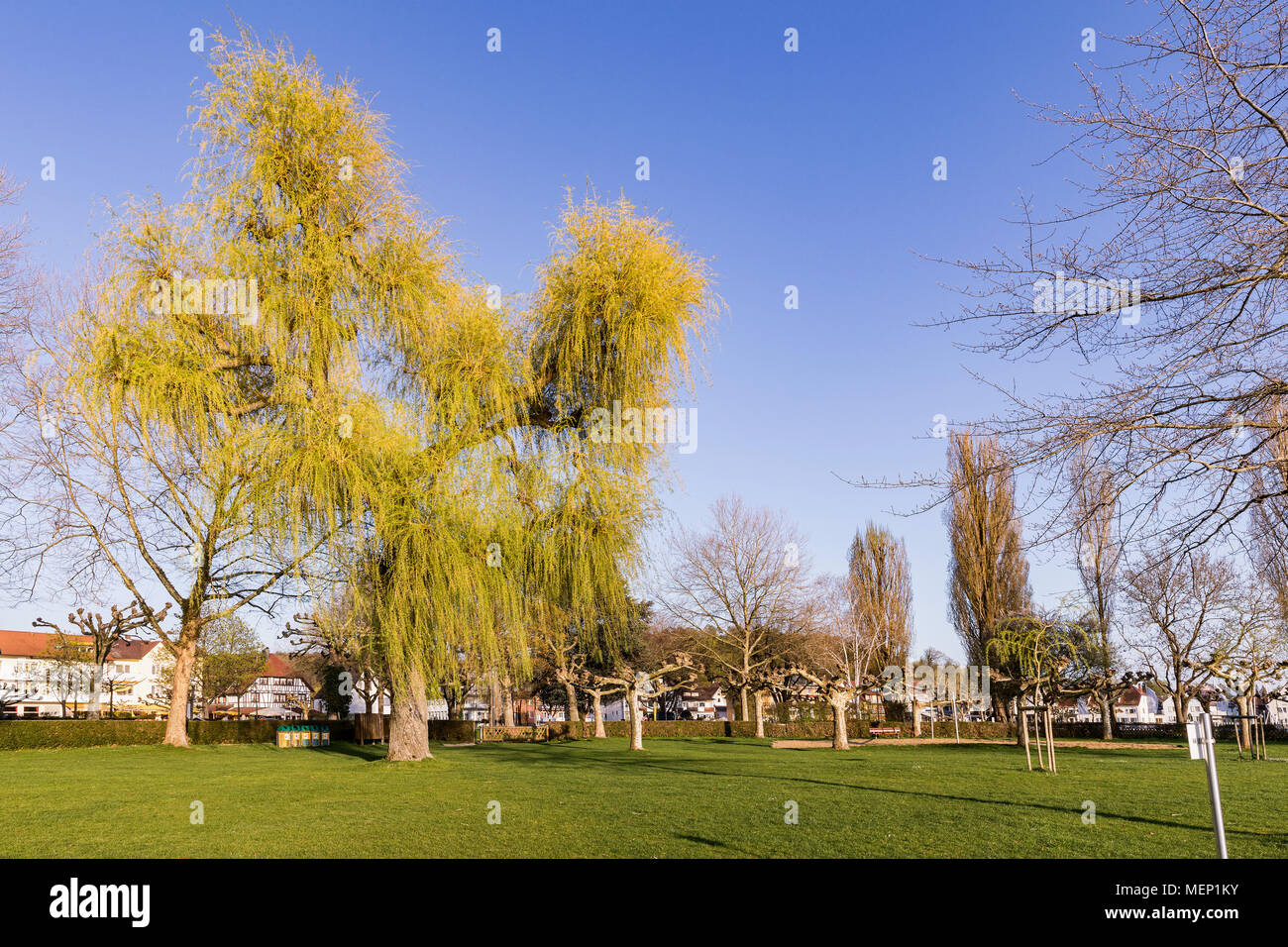 Willow sprout hi-res stock photography and images - Alamy