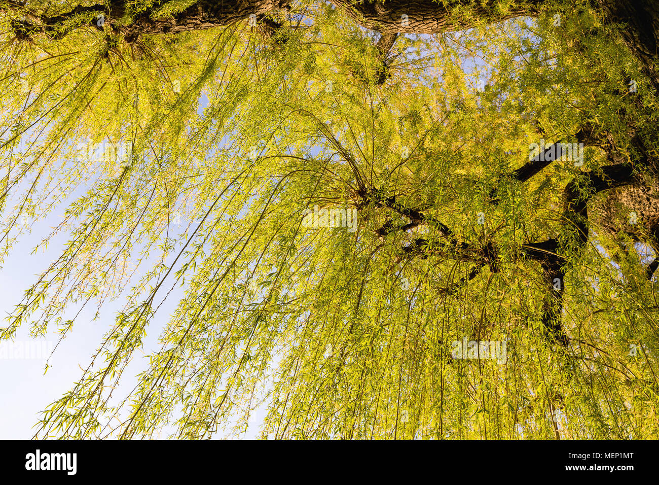 Sprouting willow tree with green leaves in spring season Stock Photo ...