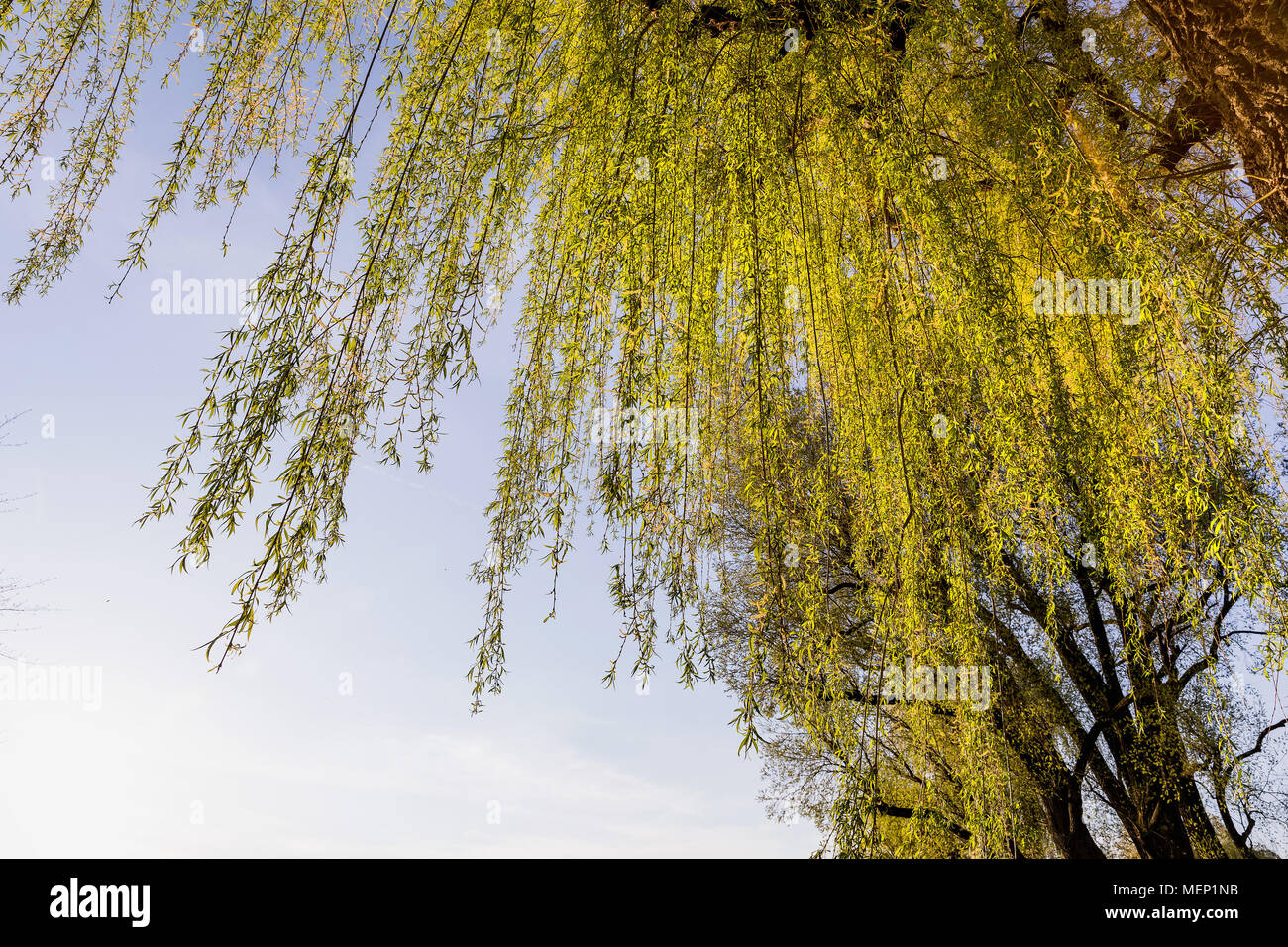Willow sprout hi-res stock photography and images - Alamy