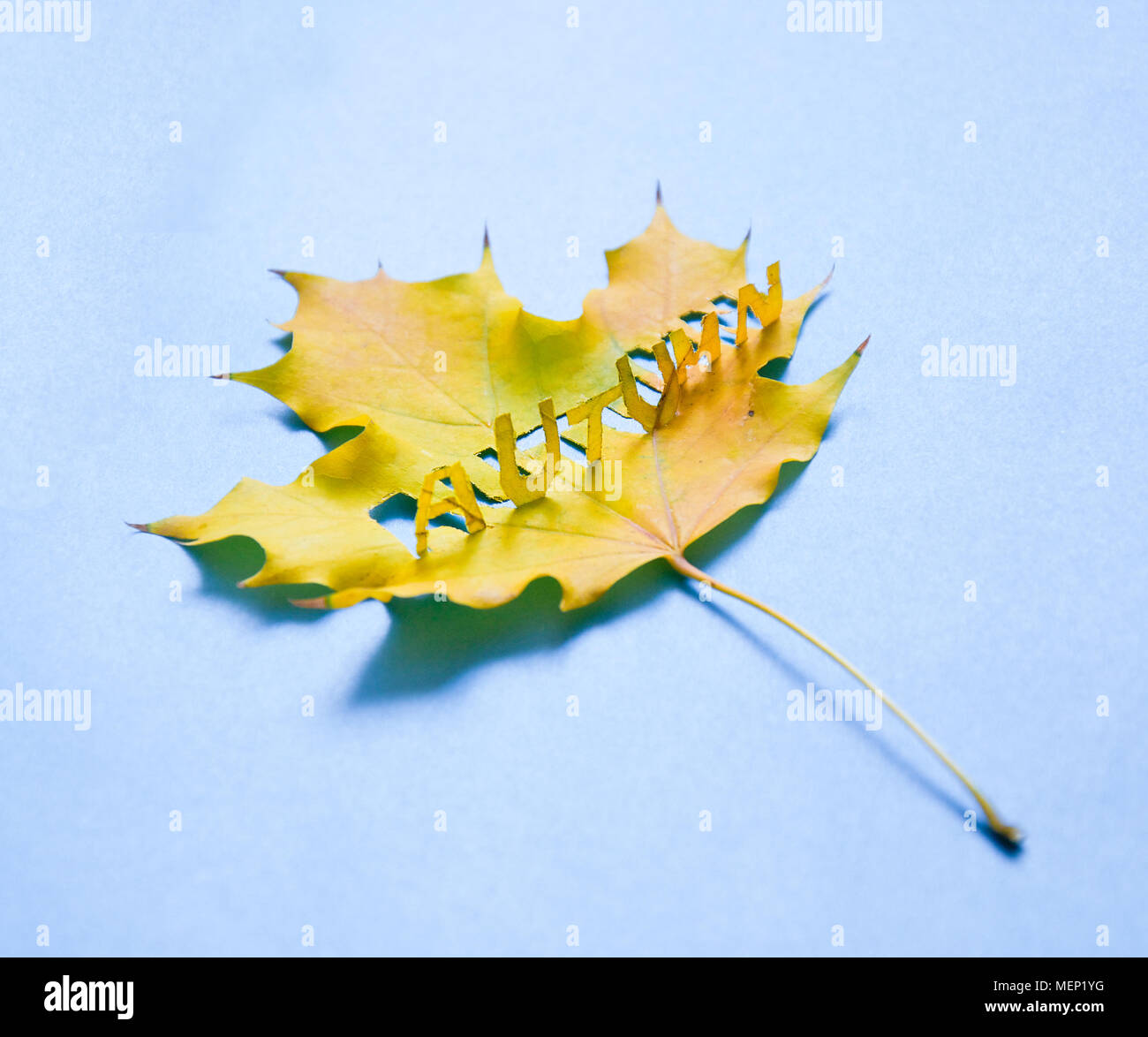 Falling autumn maple leaves natural background colorful foliage Stock ...