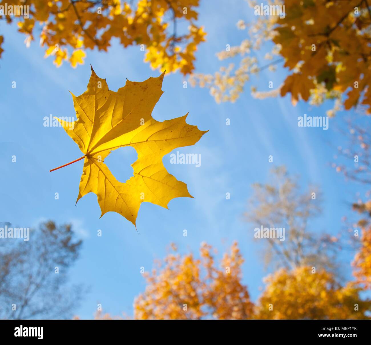 Falling autumn maple leaves natural background colorful foliage Stock ...