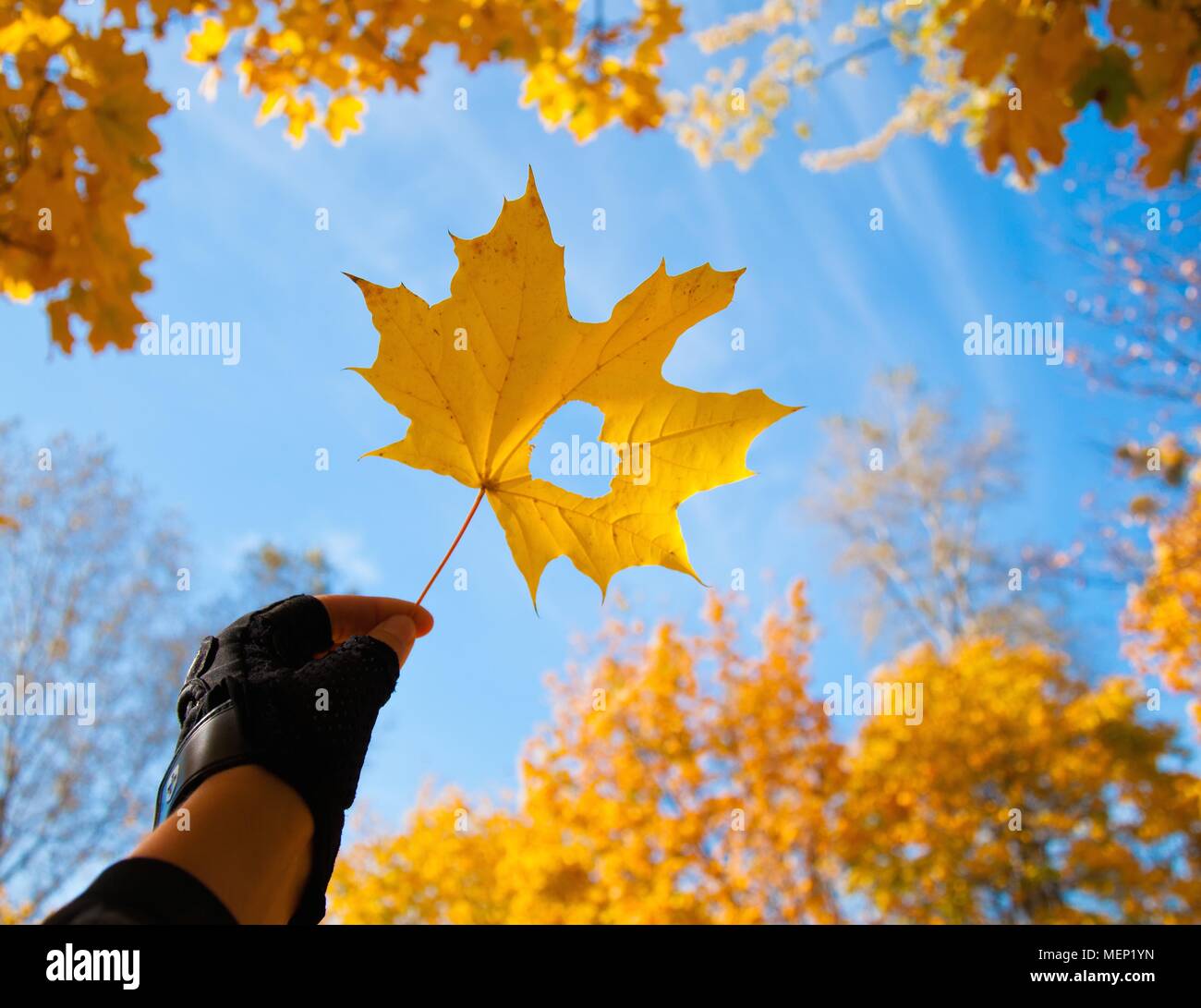 Falling autumn maple leaves natural background colorful foliage Stock ...