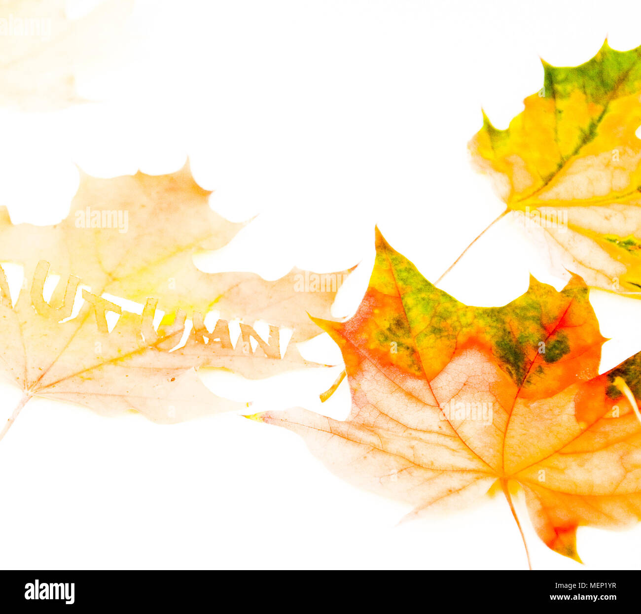 Falling autumn maple leaves natural background colorful foliage Stock ...