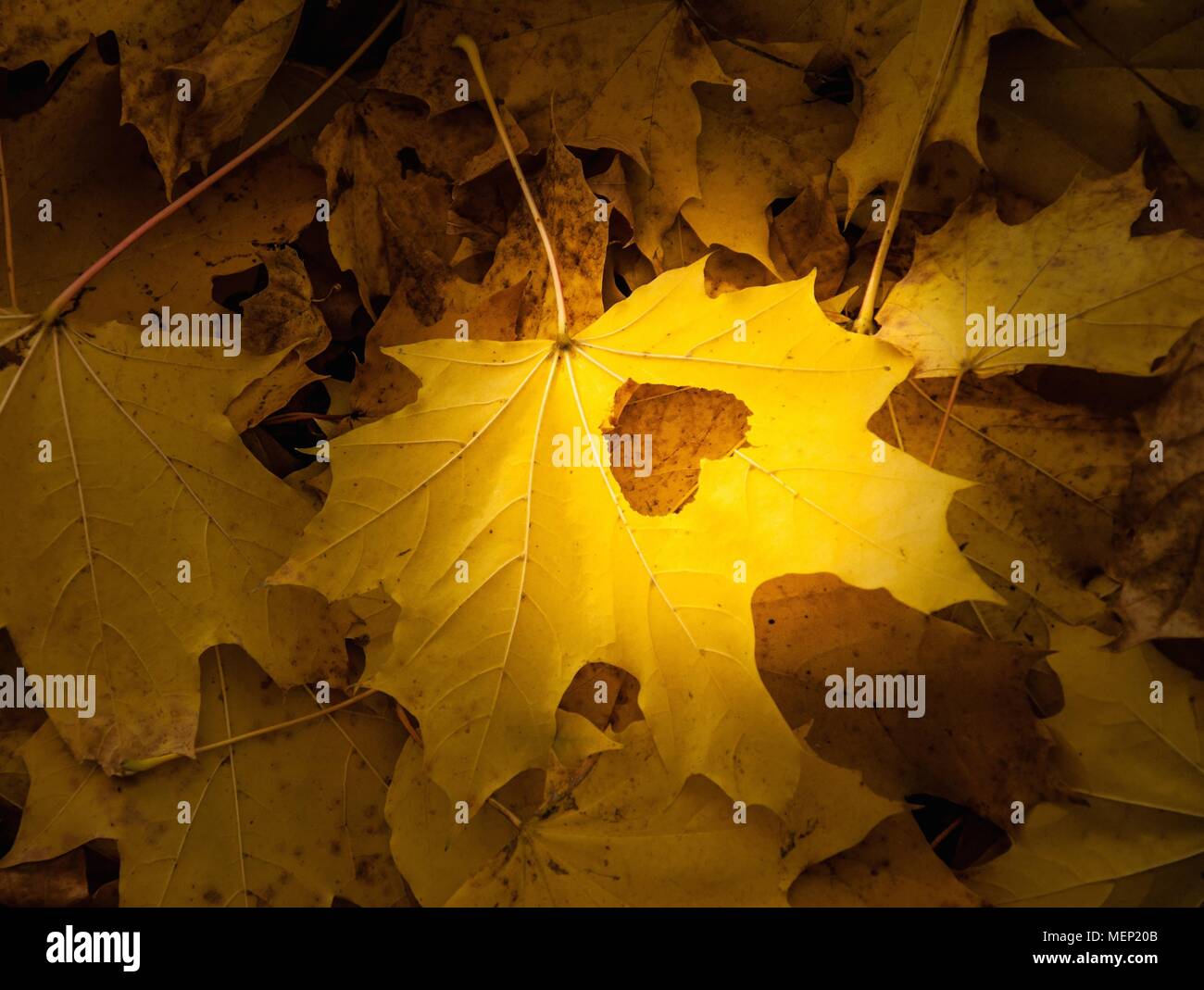 Falling autumn maple leaves natural background colorful foliage Stock ...