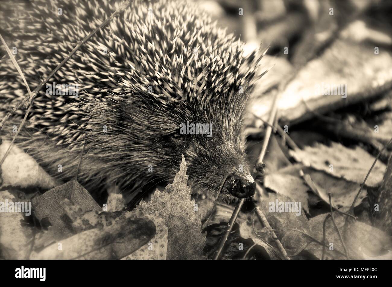 Falling autumn maple leaves natural background colorful foliage Autumn ...
