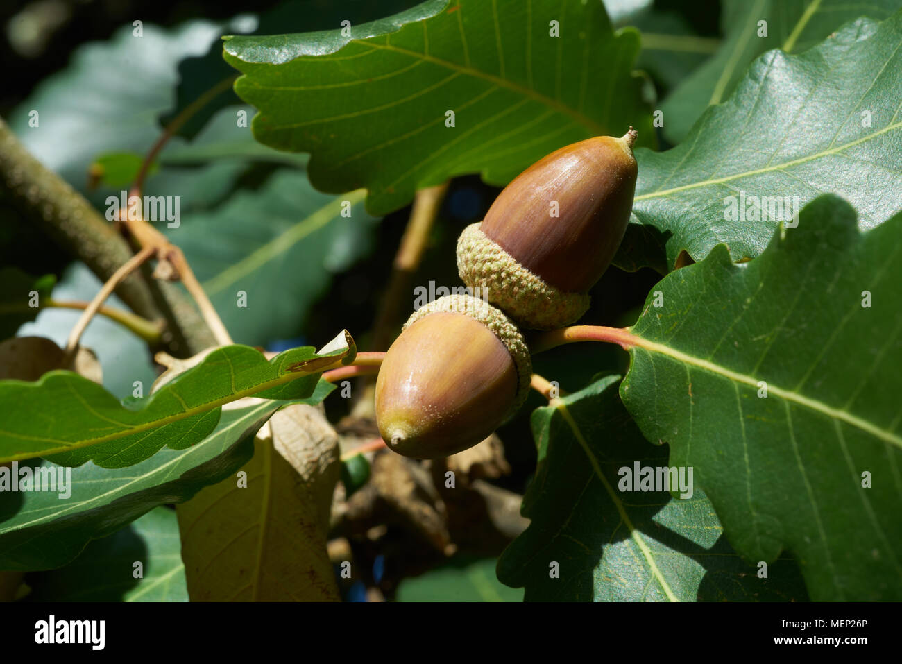 Oak Acorns in the Mount Lofty Botanic Garden, Adelaide, South Australia ...