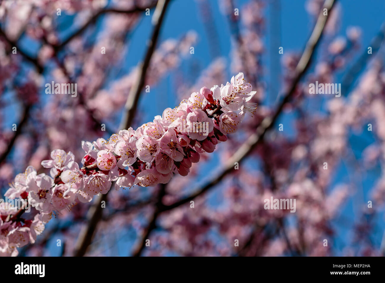 Japanese Cherry Blossoms, or Sakura, in full bloom on a beautiful ...