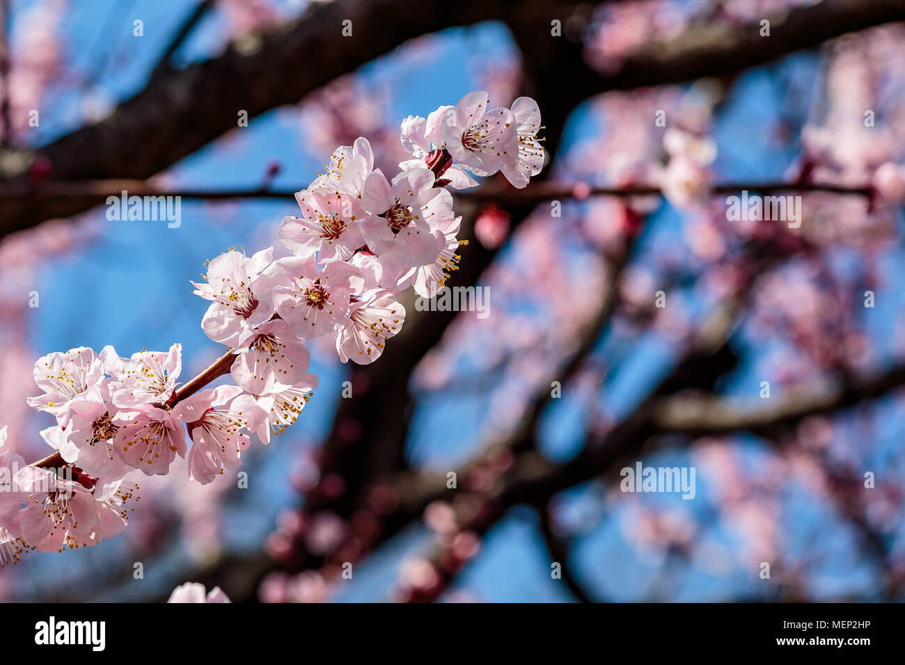 Japanese Cherry Blossoms, or Sakura, in full bloom on a beautiful ...