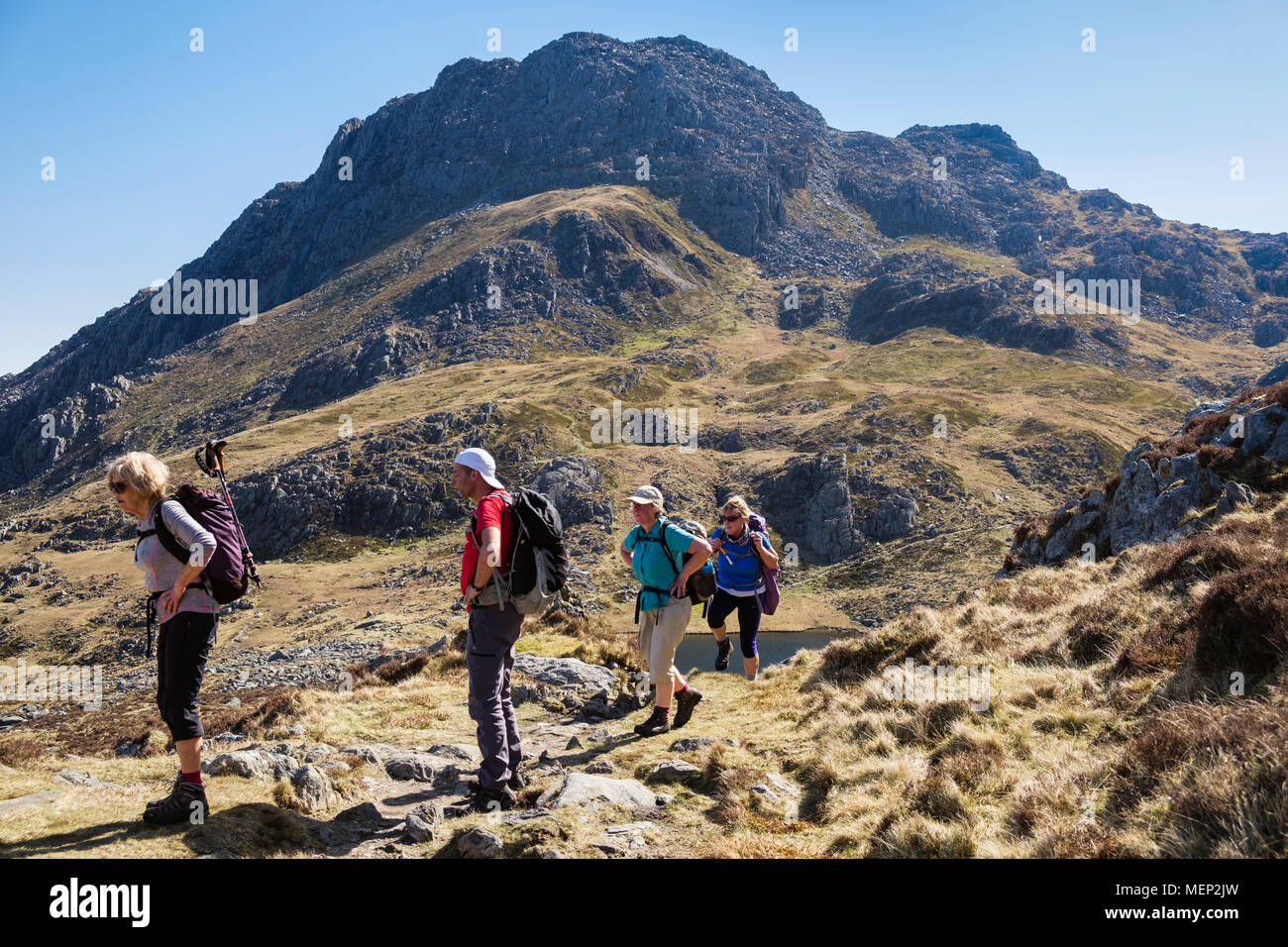 Hikers hiking on Y Gribin ridge with Tryfan mountain peak across Cwm ...