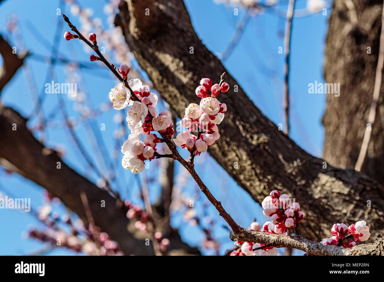 Japanese Cherry Blossoms, or Sakura, in full bloom on a beautiful ...