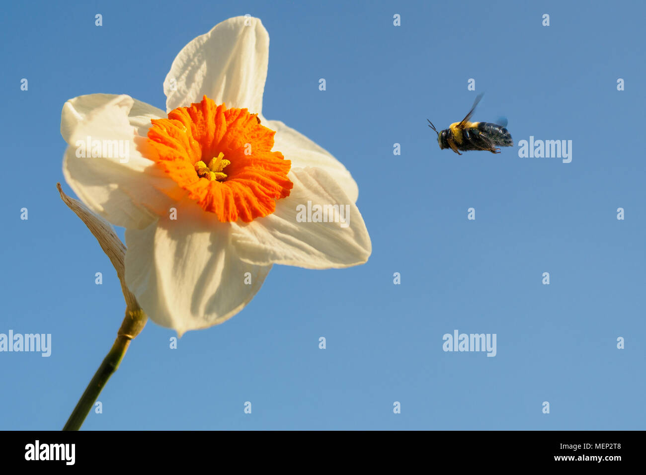 Bumble bee flying towards a flower Stock Photo - Alamy