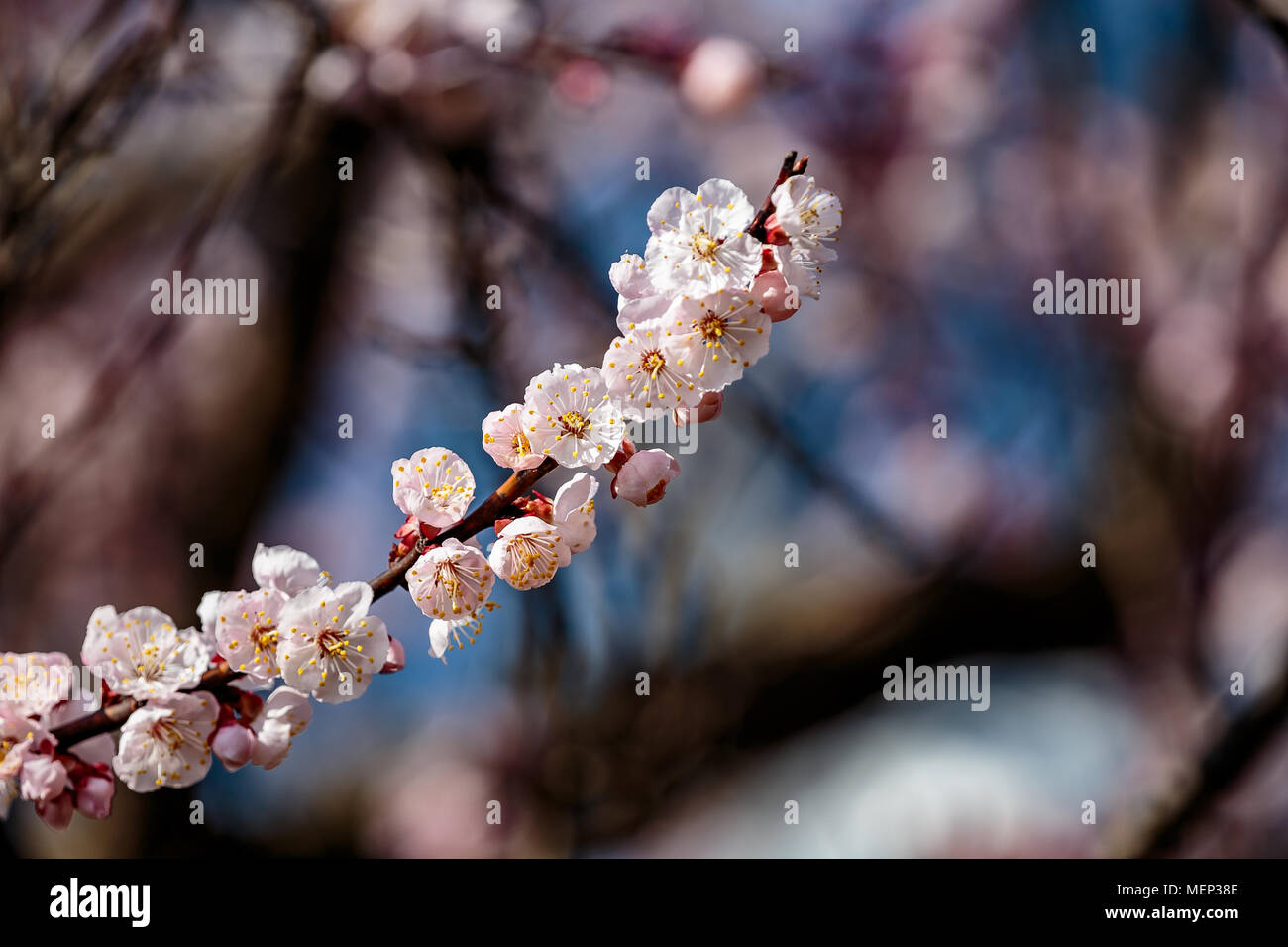 Japanese Cherry Blossoms, or Sakura, in full bloom on a beautiful ...