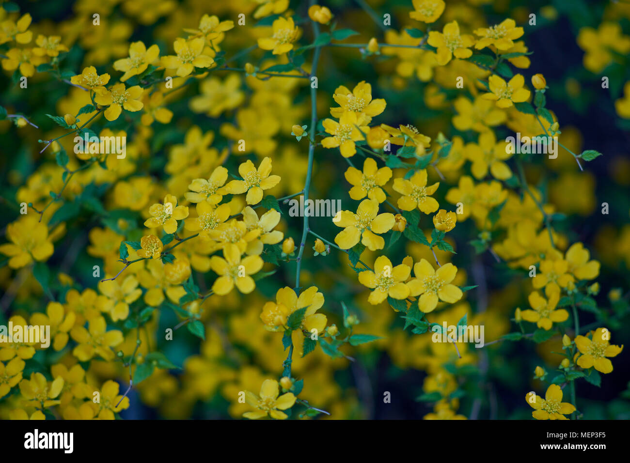 Kerria japonica, also known as the Japanese marigold bush or miracle ...