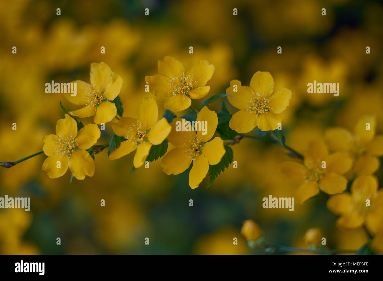 Kerria japonica, also known as the Japanese marigold bush or miracle ...