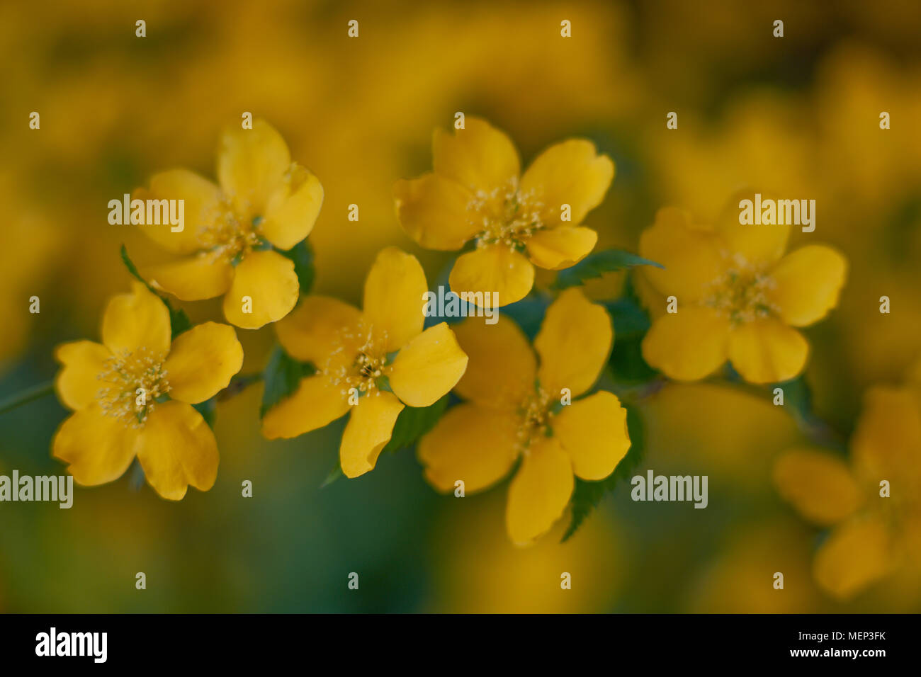 Kerria japonica, also known as the Japanese marigold bush or miracle ...