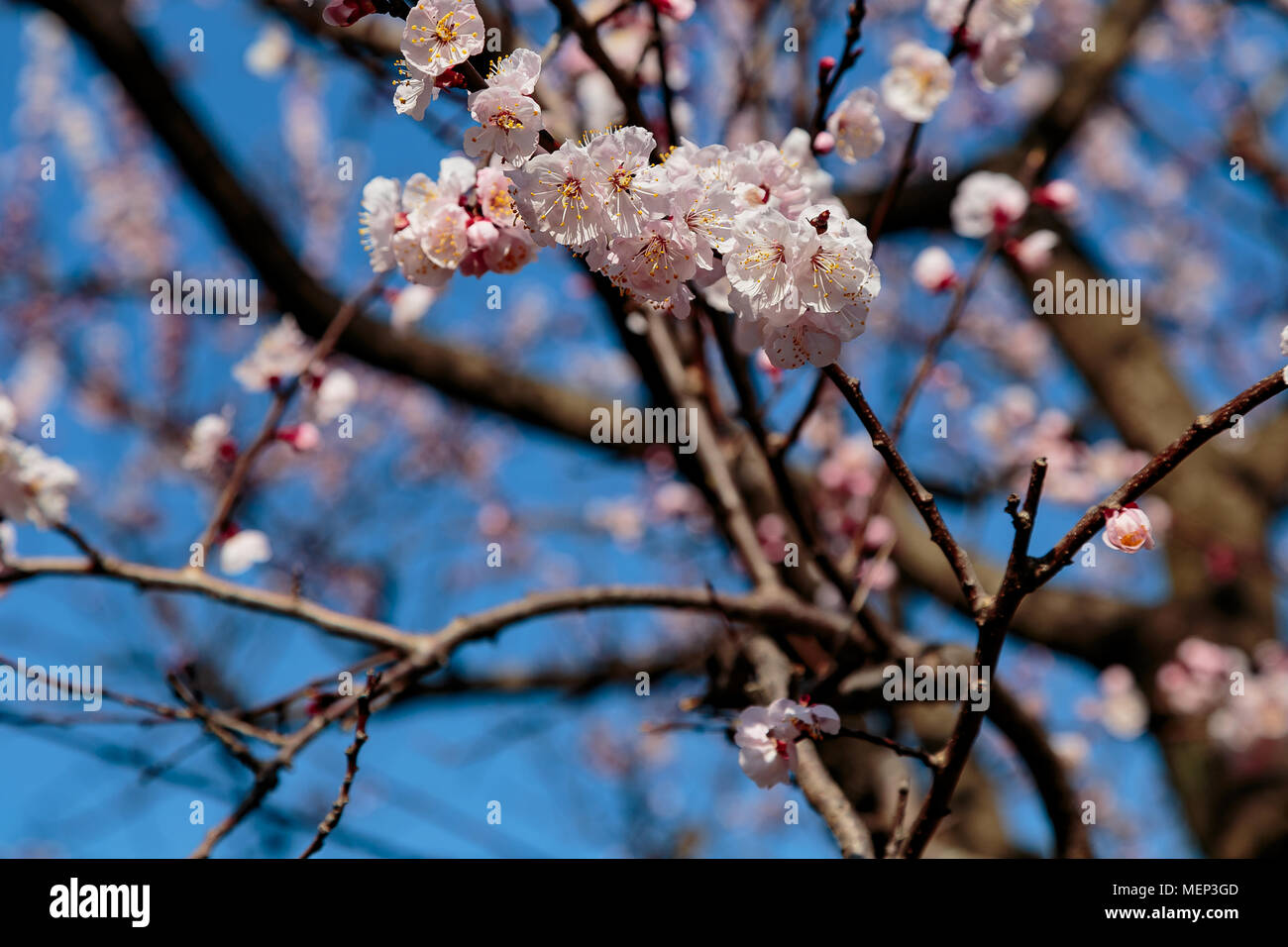 Japanese Cherry Blossoms, or Sakura, in full bloom on a beautiful ...