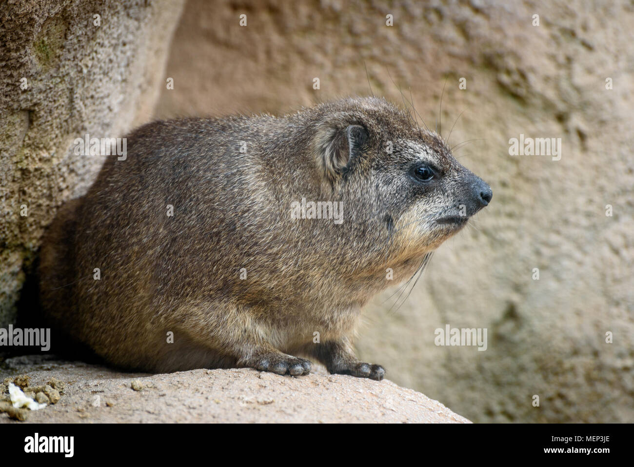 A rock hyrax at Chester Zoo Stock Photo - Alamy