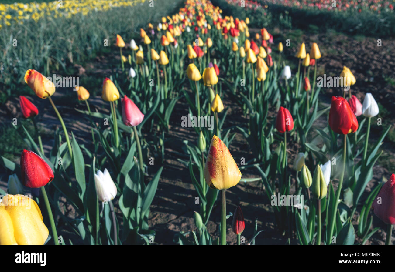 Colorful tulips in a field. Beautiful spring landscape Stock Photo - Alamy