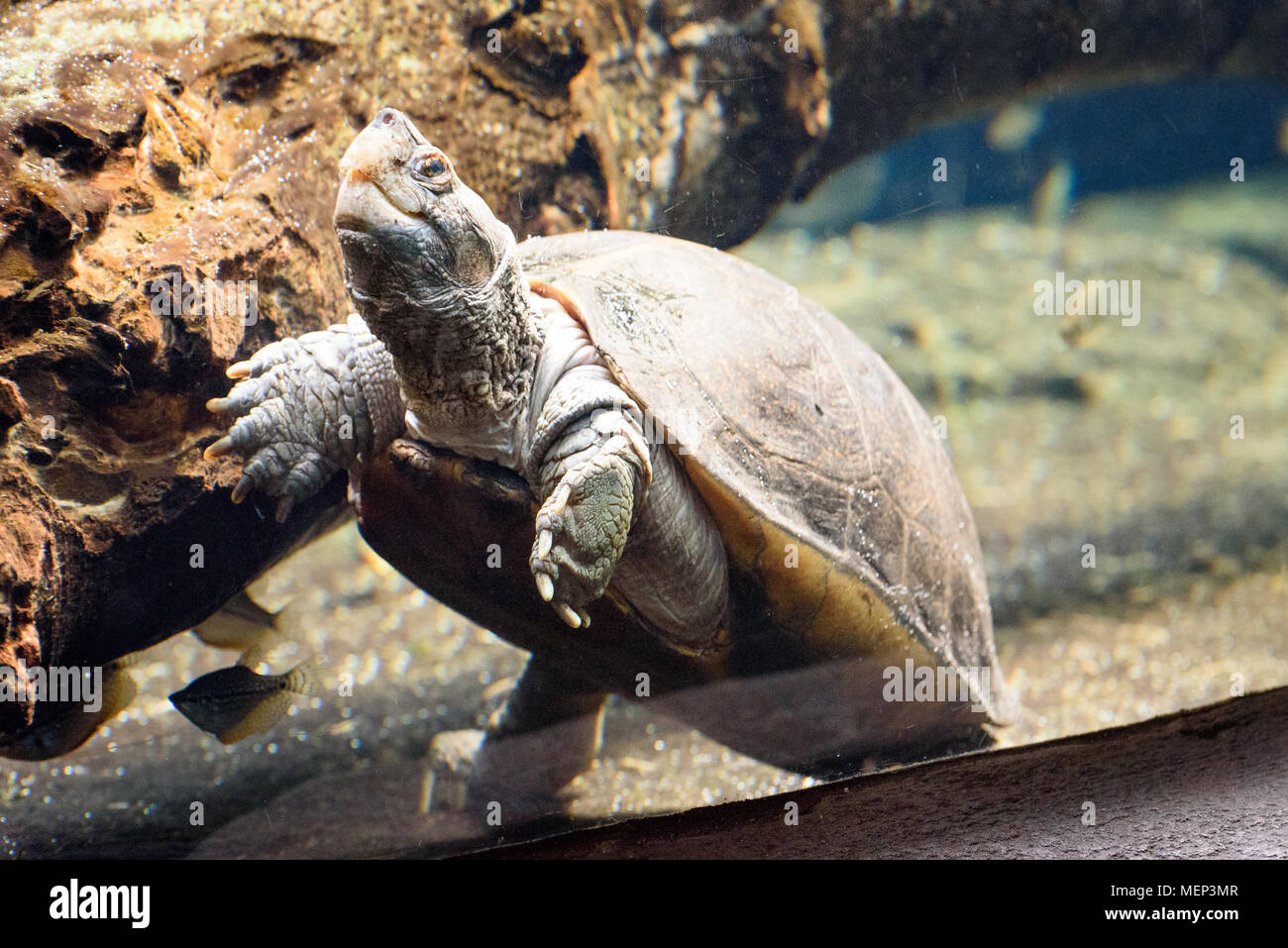 Zoo tortoise hi-res stock photography and images - Alamy