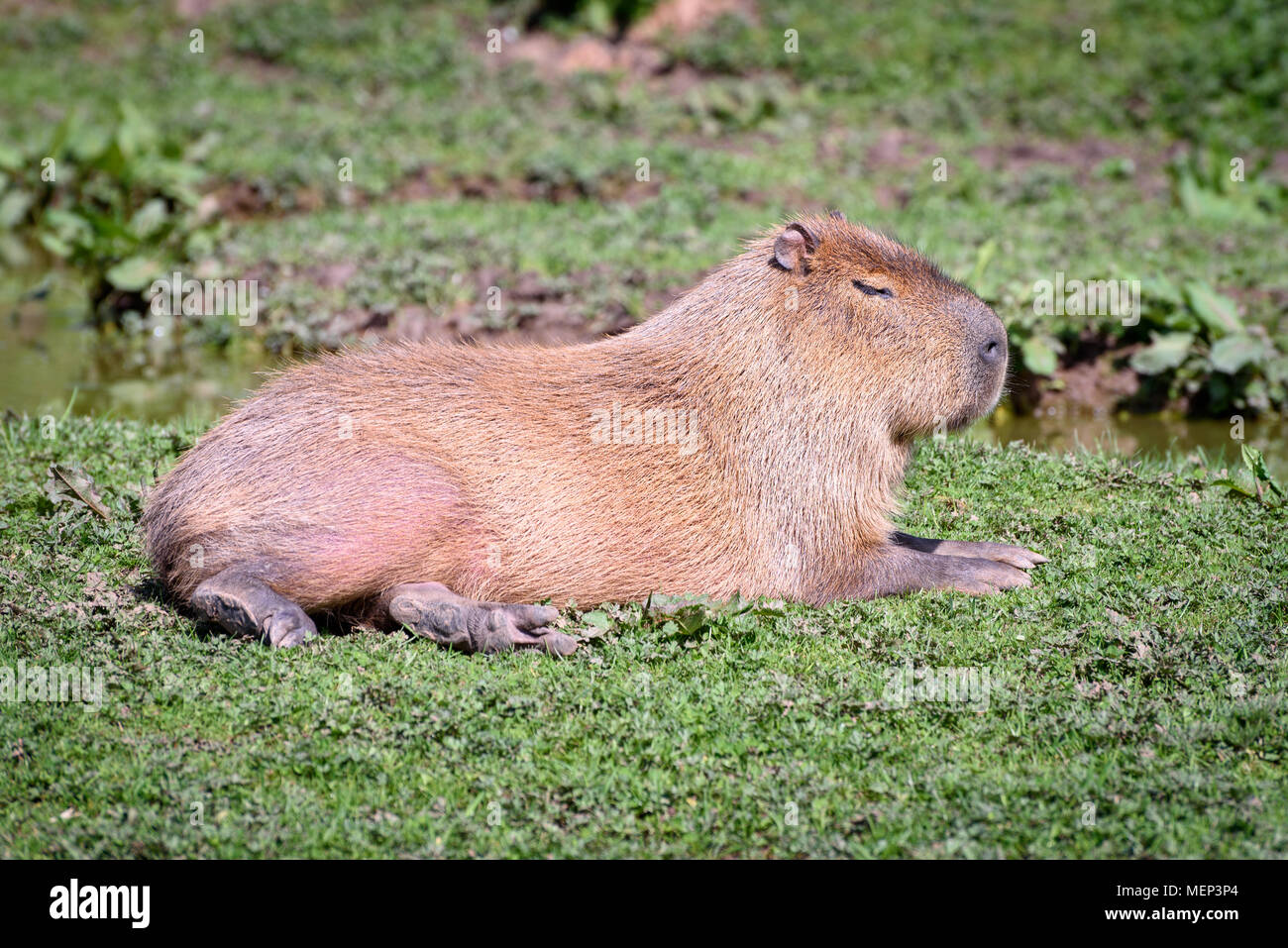 Capybara at chester zoo hi-res stock photography and images - Alamy