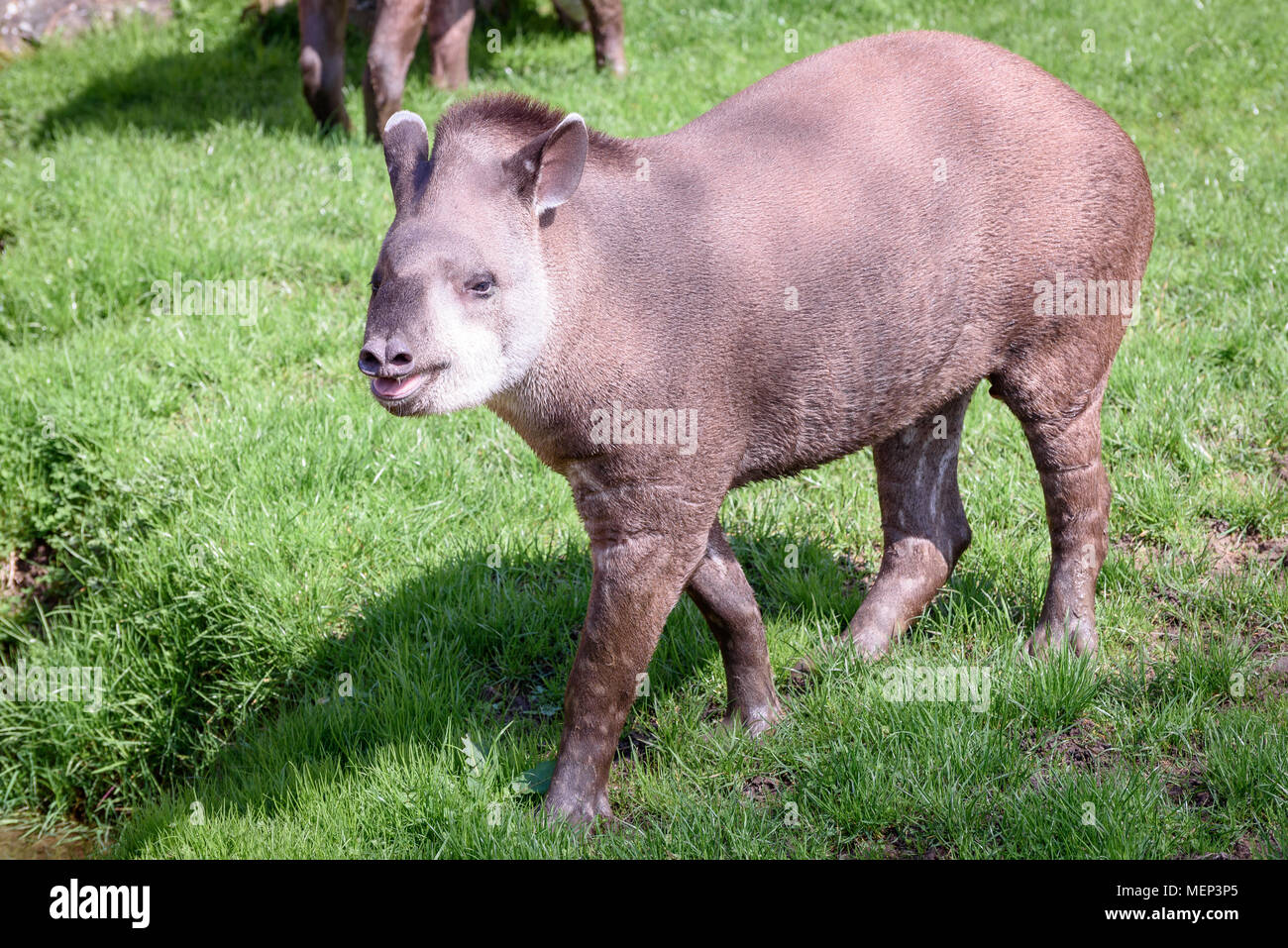 A tapir at Chester Zoo Stock Photo - Alamy