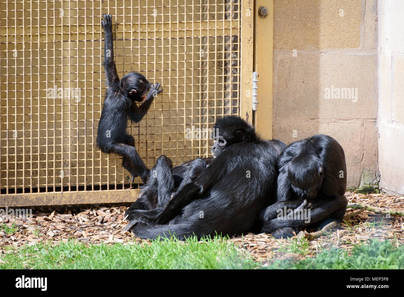 Group of monkeys climbing hi-res stock photography and images - Alamy